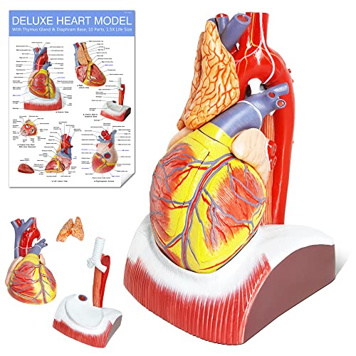 Evotech Deluxe Human Heart Model with Thymus Gland & Diaphram Base, 10 Parts 1.5X Life Size Large Anatomical Heart Model for Classroom and Cardiology Study