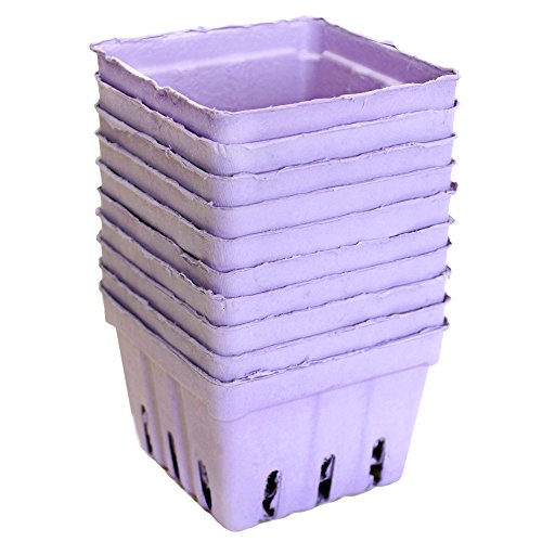 Pastel Colors Berry Basket- 10 Count (Purple)