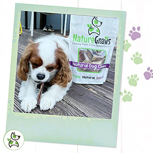 Nature Gnaws Small Bully Sticks for Dogs - Premium Natural Beef Bones - Thin Long Lasting Dog Chew Treats for Light Chewers & Puppies - Rawhide Free - 6 Inch (5 Count)