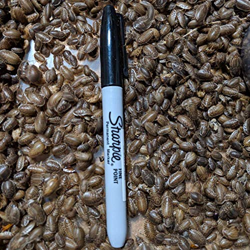 DBDPet Premium Live Dubia Roaches 255ct Small (0.25-0.375") - Bearded Dragon, Leopard Gecko, Phelsuma, Chameleon, and Other Small Reptile Food - Includes a Caresheet