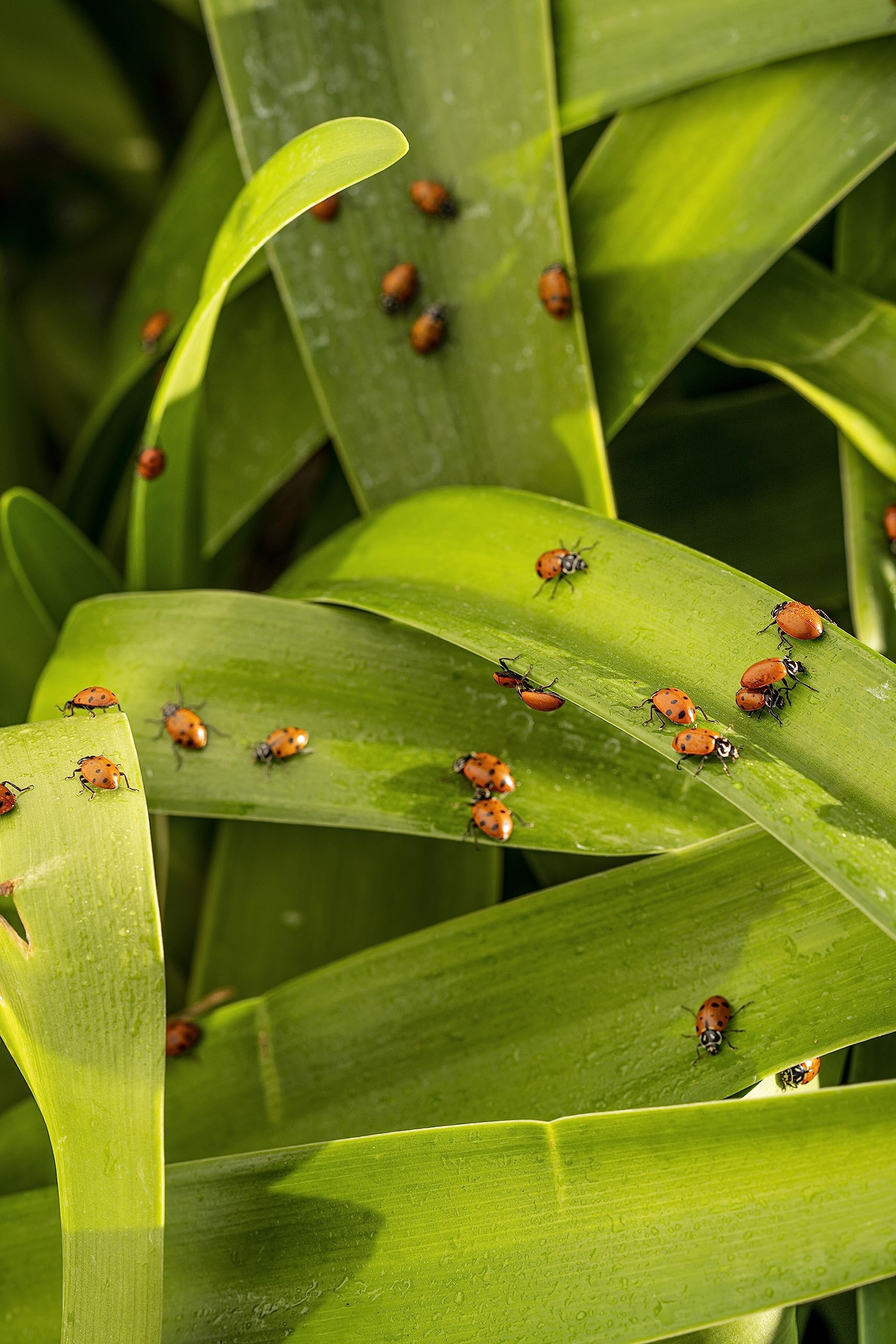 Buddy Bugs 3000 Pre-Fed Live Ladybugs for Aphid Control | Hippodamia Convergens | Guaranteed Live Delivery
