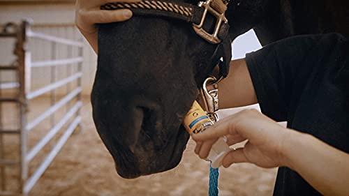 REDMOND Daily Gold Syringe Natural Healing Clay for Gastric Ulcers in Horses (Stress Relief Pre-Race Paste) (Single Pack)