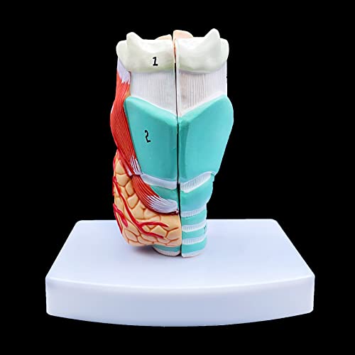 Human Throat Model Life Size, Anatomically Accurate Throat Model Human Throat Anatomy for Science Classroom Study Display Teaching Medical Model
