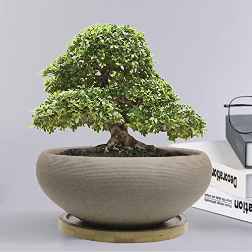 MUZHI Round Unglazed Ceramic Bonsai Pot with Bamboo Tray, Large Rough Pottery Succulent Planter with Drainage Hole 8 inch …