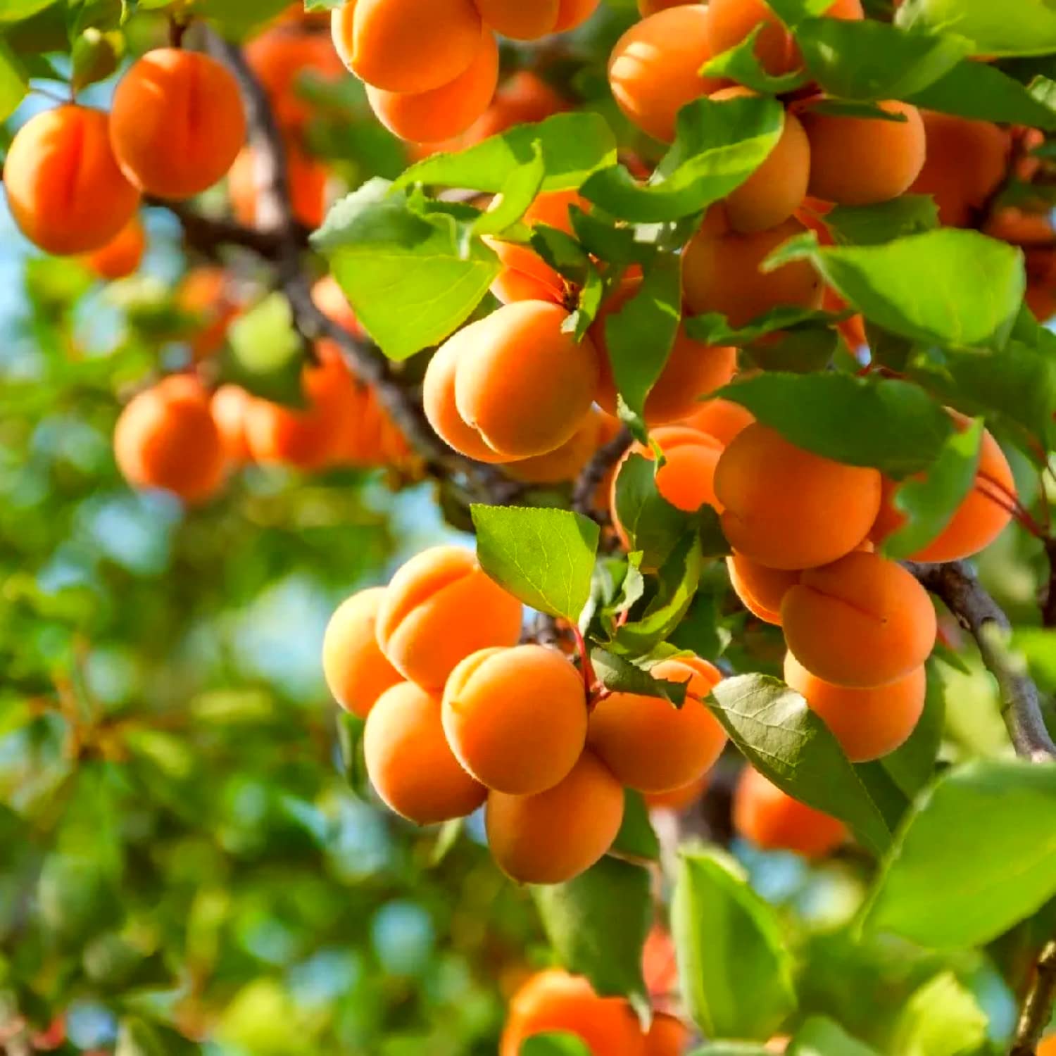 Apricot Tree Live Plant, 2-3 Feet Bare Root Live Plant for Planting, Dormant in Winter and Early Spring