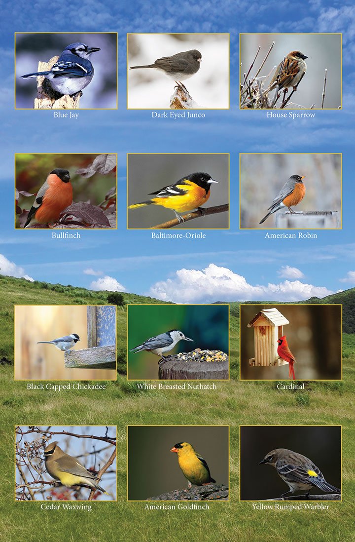 Small World Greetings Song Bird Note Cards With Identification Card 12 Count-Blank Inside with White Envelopes-A2 Size 5.5" x 4.25"-Bird Stationery-All Occasion-Birthday, Thank You, and More