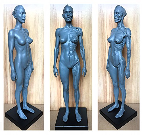 Oubo Dental New Female Anatomical Anatomy Skull Head Body Model Muscle Bone (30cm) Height