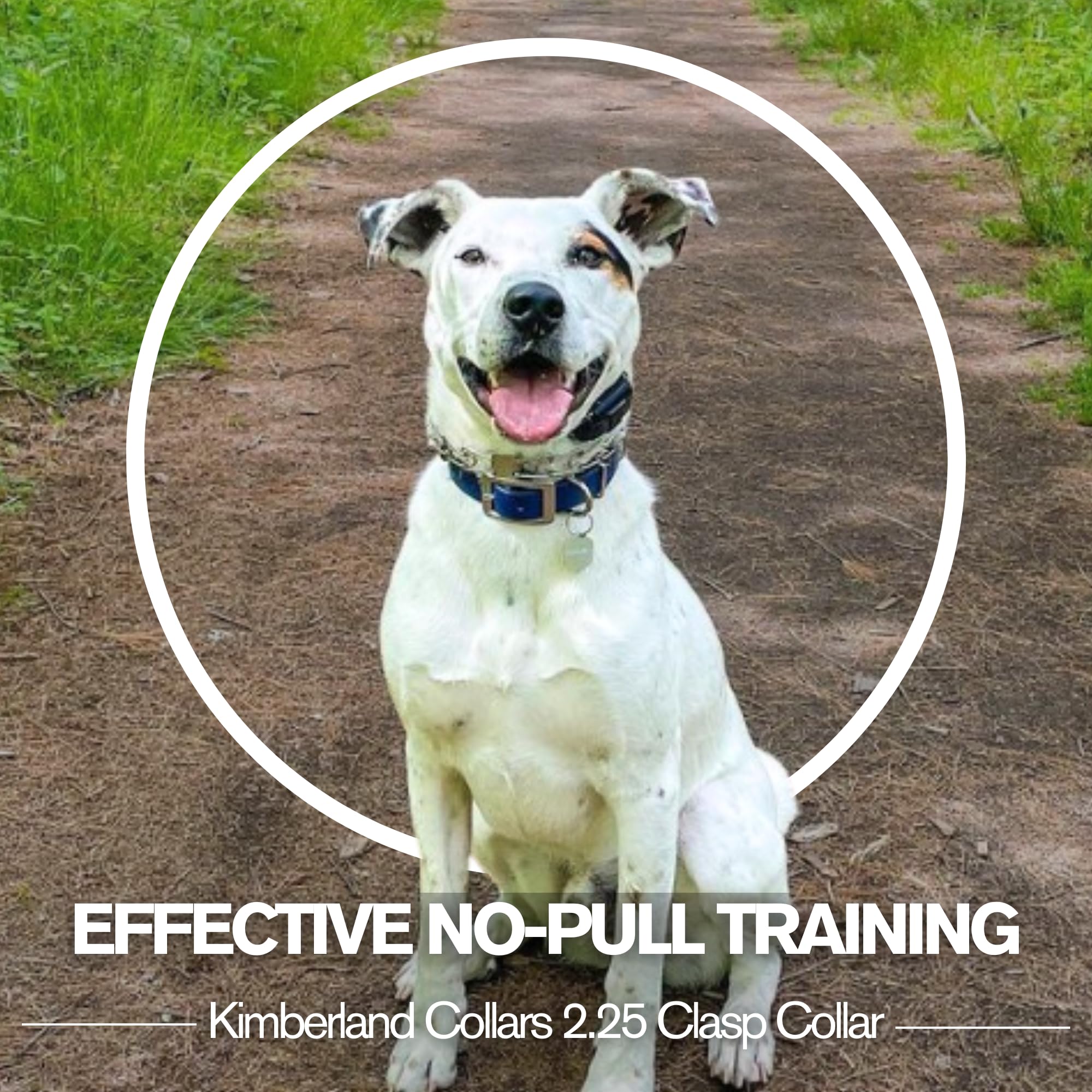 Kimberland Collars Clasp 2.25mm Stainless Dog Training Collar for Large Breeds | 16β Prong Collar for Dogs 26lbs & Up | No-Pull Collar | Dog/Puppy Training & Behavior Aid