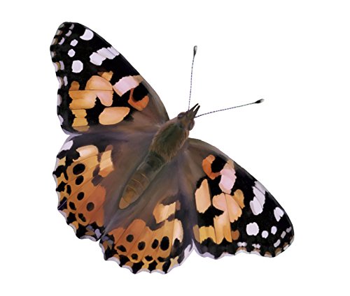 Insect Lore 5 Live Caterpillars Cup of Caterpillars Butterfly Kit Refill - Plus Butterfly Life Cycle Stages Toy Figurines - Shipped Now