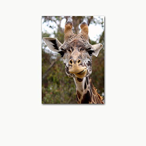 Funny Giraffe Photo on CANVAS Fine Art Print Zoo Animal Photography Children's Room Decor Ready to Hang