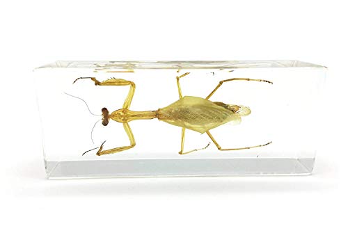 Praying Mantis(Mantis)(rearhorse) Paperweight Specimen Science Education Specimens(4.4x1.6x1.1")