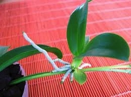 Keiki Power Pro Orchid Plant Cloning Paste