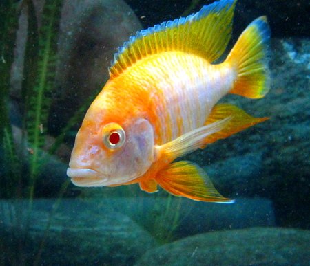Live Fish - 6 Albino Sunshine Aulonocara Peacock African Cichlid 1.25" - 2" Breeding Colony