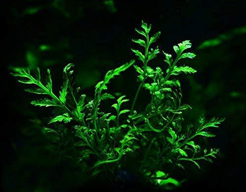 Water Fern Bolbitis Heudelotii Potted Live Aquarium Plant Fresh Water Plants by Greenpro