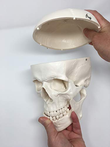 Medical Anatomical Skull Model - 3 Parts - Life Sized Human Mold
