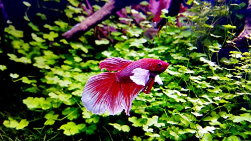 Crystalpro Betta Water Conditioner 4.22 Oz - Treats 660 Gallons - Additional Minerals Neutralizes Chlorine Concentrated Aquarium Water Conditioner for Betta Fish Tank Ideal for Betta Fish Care