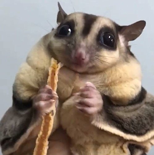 Polar Bear's Pet Shop 1 Pcs Family Pack Fish Flavor Sugar Glider Hamster Squirrel Chinchillas Small Animals Sandwich Snacks and Food (120g)