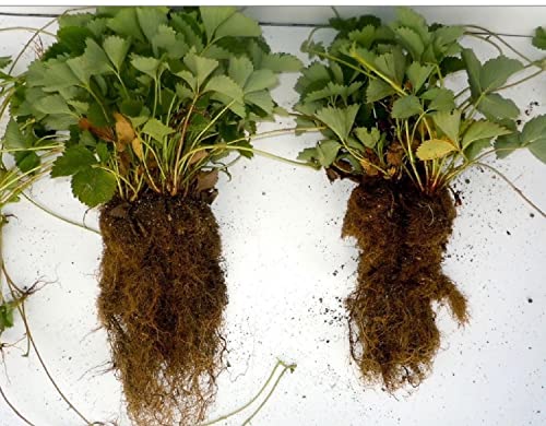 Wildroot Organic Mycorrhizae 16 Species Mycorrhizal Inoculant Drought Proof’s Plants &Trees, Saves Water & Precious Fertilizer, Root Stimulator Explodes Root Growth (5oz - 1055 Plants)