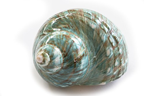 X-Large Polished Jade Turbo (3 1/2"- 4") 1 3/4" Opening Beach Crafts Nautical Decor Large Hermit Crabs - Florida Shells and Gifts