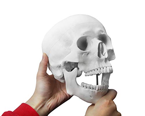 Vision Scientific VAL207-A Life-Size Human Skull – 3 Parts | Medical Grade, Features Joints, Sutures, Fissures, Joints, Foramina and Processes | Removable Skull Cap, Full Dentition | W Manual