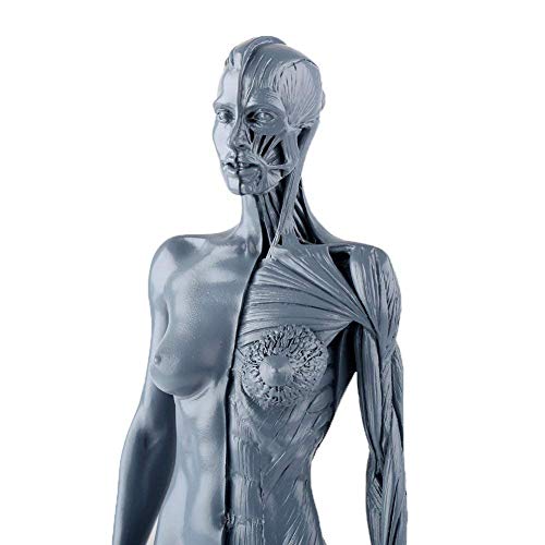 Oubo Dental New Female Anatomical Anatomy Skull Head Body Model Muscle Bone (30cm) Height