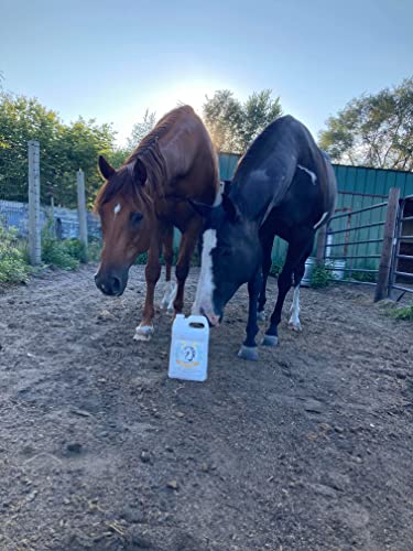 Smart Earth Camelina Horse Oil Supplement for Equine Care & Feed | Essential Oils for Joint Health | 1gal Jug