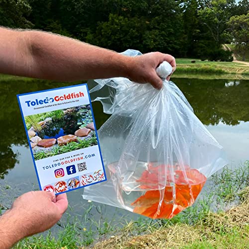 Toledo Goldfish Live Comet Common Feeder Goldfish for Ponds, Aquariums or Tanks β USA Born and Raised β Live Arrival Guarantee β 0.75 to 1.5 inches, 10 Fish