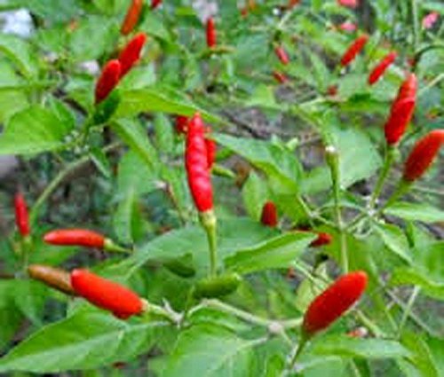 Pepper, Thai HOT Pepper Seeds, Heirloom, 100 Seeds, Very Spicy Great Fresh OR Dried
