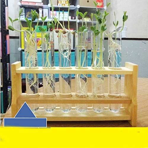 Chiloskit 0.7" (18mm) Holes Wood Wooden Test Tube Rack Holder Stand for API 10ml 25ml Test Tubes Lab Tube Racks Pen Holder (10ml 6Slots)