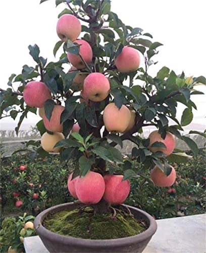 Dwarf Bonsai Apple Tree Seeds 30 Seeds Grow Exotic Indoor Fruit Tree Rare Seeds