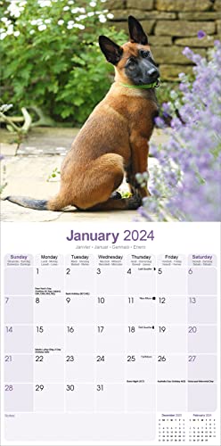 Belgian Shepherd Calendar - Dog Breed Calendars - 2023 - 2024 wall calendars - 16 Month by Avonside