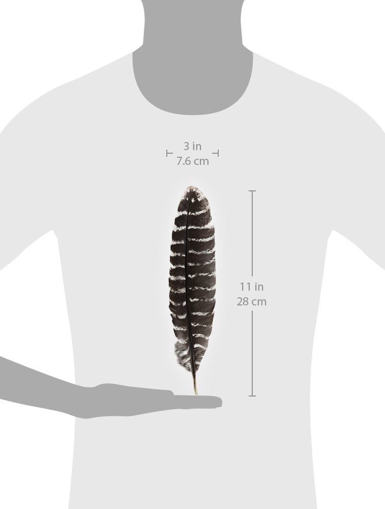 Incense Garden Grade A Barred Turkey Smudging Feather (no Stains, cuts, Pieces Missing)