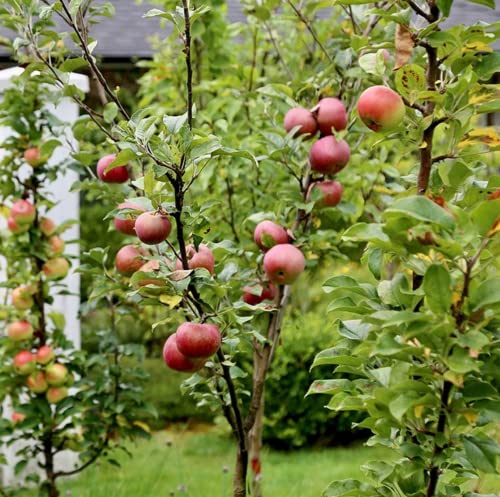 CHUXAY GARDEN Miniature Apple Tree Seed 10 Seeds Dwarf Apple Fruit Plant Heirloom High Yield Flourishing Perfect for Containers
