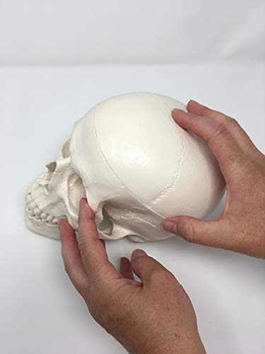 Medical Anatomical Skull Model - 3 Parts - Life Sized Human Mold