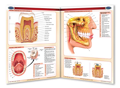 Permacharts Dental Chart - Upper & Lower Quick Reference Guide