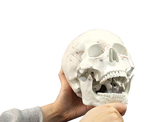 Vision Scientific VAL221 Medical Numbered Human Skull-3 Part | Life Size | from Real Human Skull, Detail Hand Painted Numbering | Sectioned Skullcap | Suture Lines & Full Dentition | Labelled Diagram