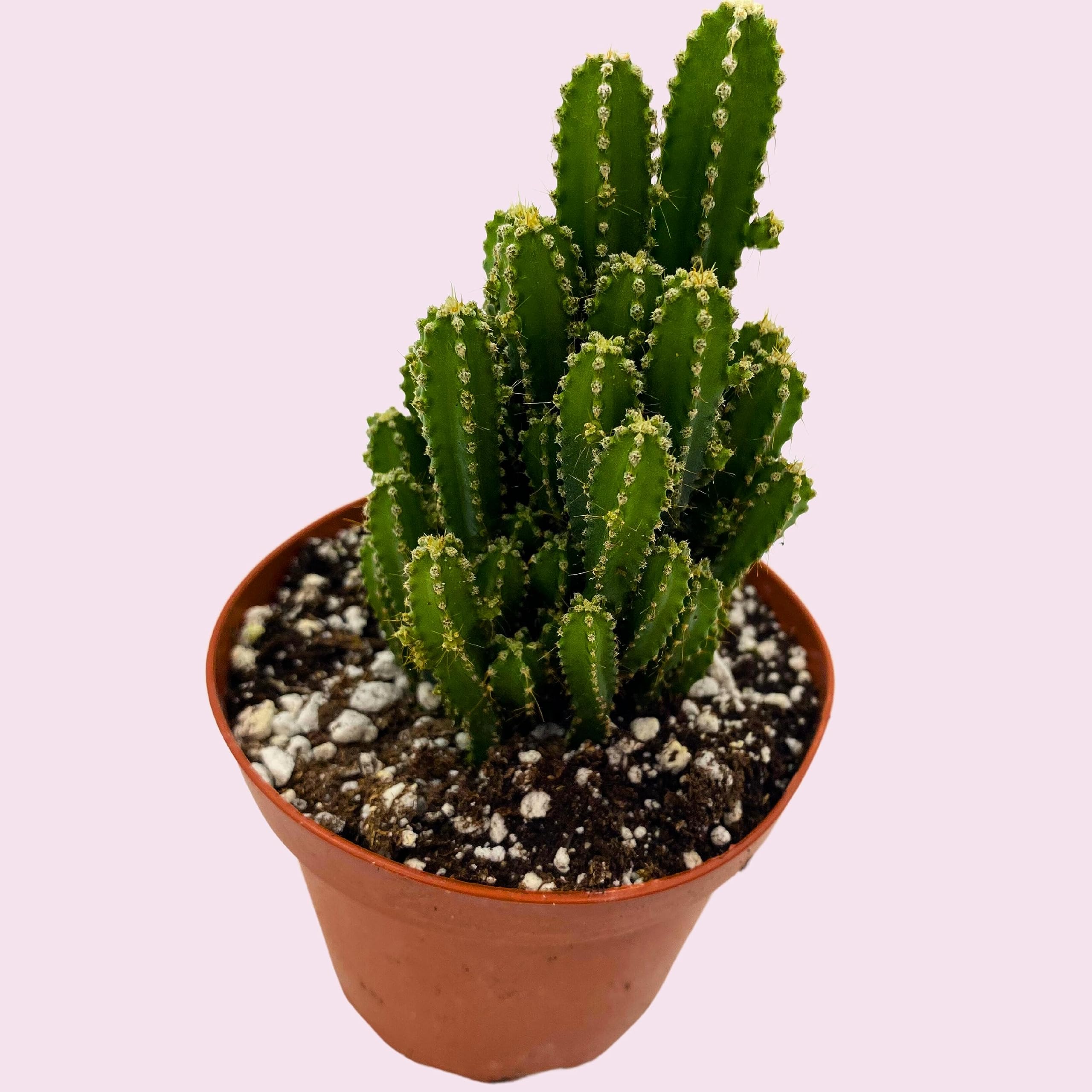 BubbleBlooms Fairy Castle Cactus, Acanthocereus Tetragonus, Night-Blooming Cereus, Triangle Cactus, 4 inch Pot
