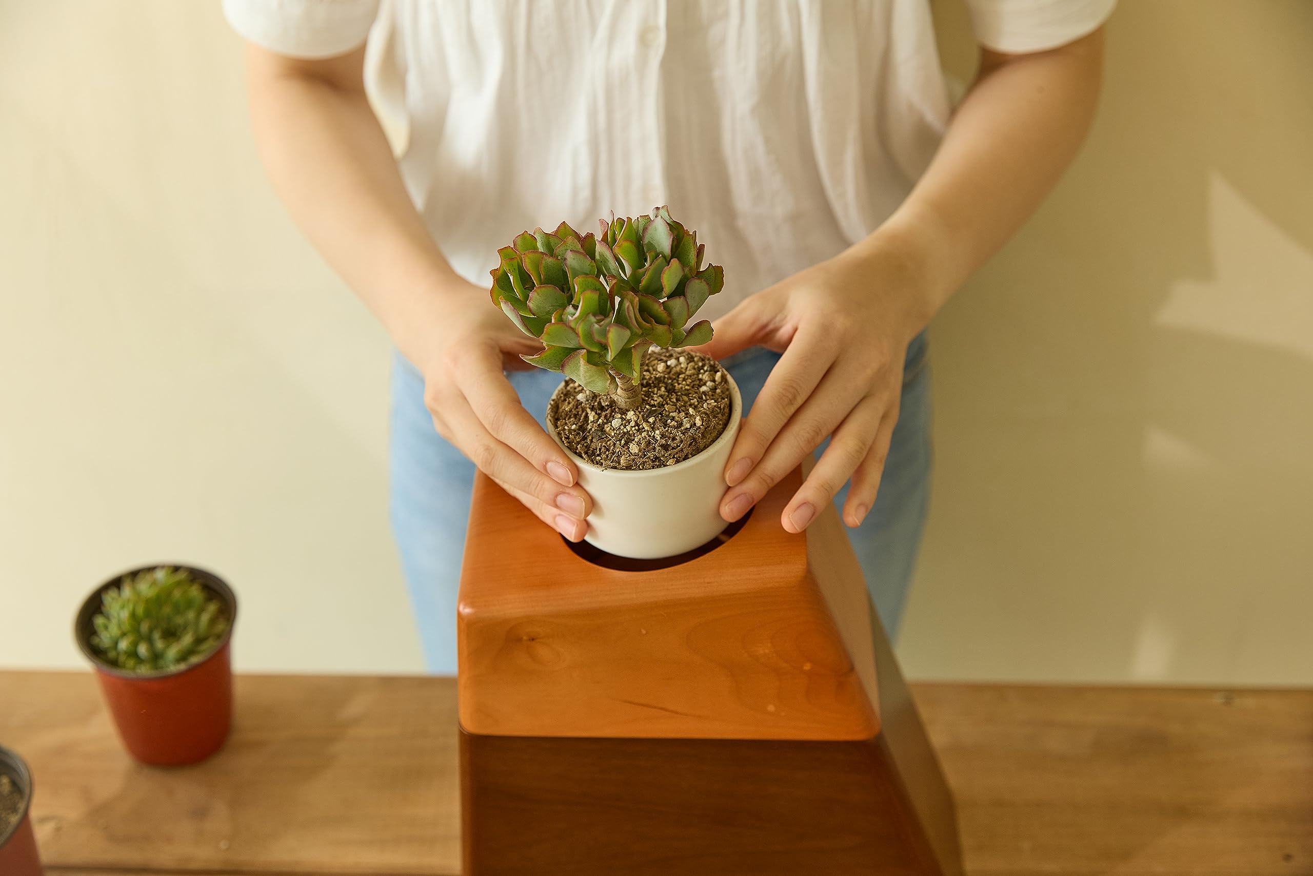AspenStudio Plant Urn with Ceramic Pot with Magnetic Joint Solid Wooden Urn for Adult Human Ash Cremation Funeral Handcrafted Wood Urn Decorative Urn Large Urn Interior