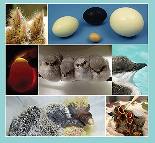 Hand-Rearing Birds