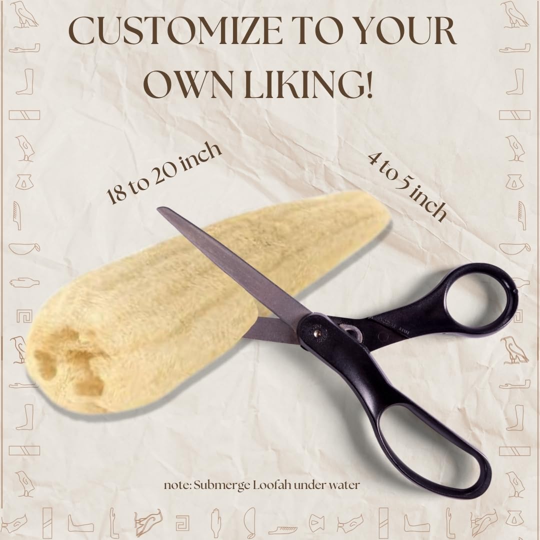 One Whole Egyptian Loofah 100% Natural SPA Beauty Bath Sponge Body Scrubber Puff. Premium Quality Lofa Loofa Luffa Loffa for exfoliating Your Skin.