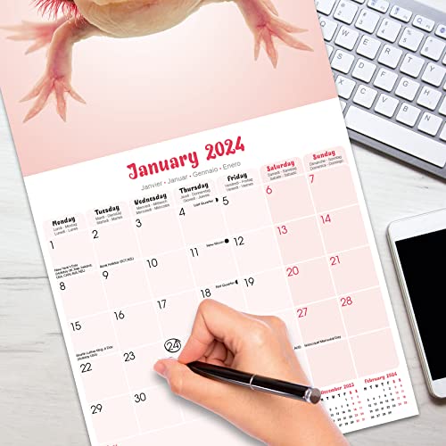 Axolotls Calendar - Calendars 2023 - 2024 Wall Calendars - Animal Calendar - Axolotls 16 Month Wall Calendar by Avonside