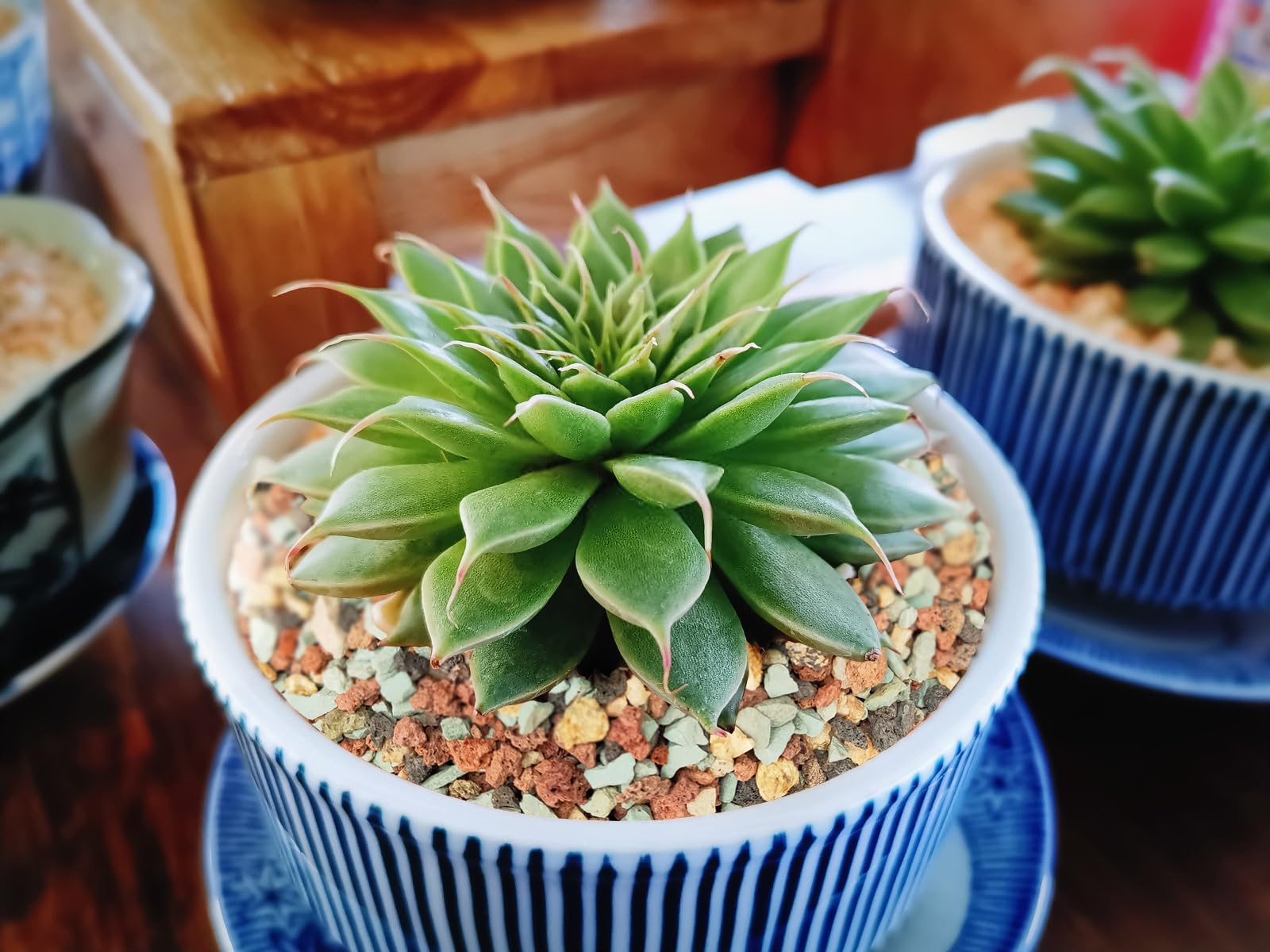 Boniosz 5lb Bonsai Succulent and Cactus Soil Gritty Mix Rocks Gravel for Terrarium Top Dressing Decorative Pebbles Potting Soil Amendment for Pots Indoor Plants, Fast Drainage, Neutralize Soil PH