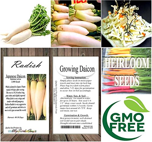 Big Pack - (3,000) Japanese Daikon - Daikon Radish Seeds - Japanese Radish - Non-GMO Seeds by MySeeds.Co (Big Pack - Daicon Radish)