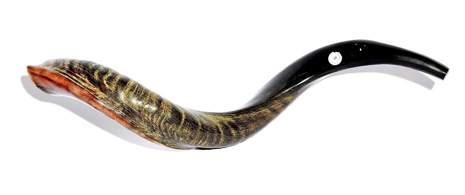 Authentic Yemenite Shofar Size 70cm To 79cm