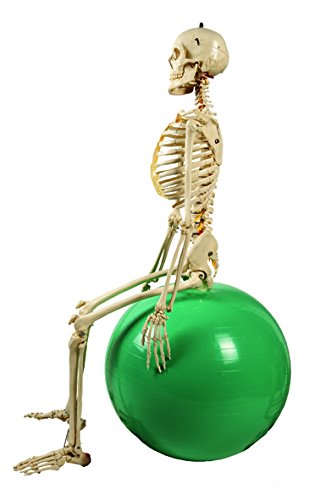Rudiger Anatomie Physiological Skeleton with Flexible Spine, Spinal Cord, Vertebral Arteries, Mounted Herniated Disc and Sectioned Sacrum, Includes Display Stand with Casters, Dust Cover, and Warranty