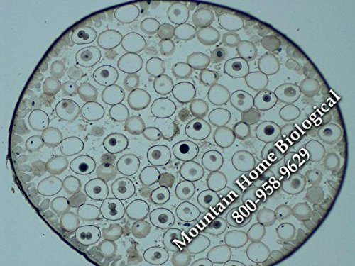 Prepared Slide, Animal Mitosis, Classpack of 15 Sides