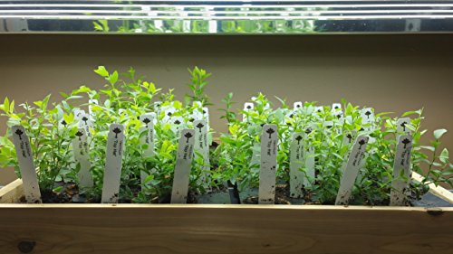 Blueberry Plants "Top Hat" Includes (4) Four Plants