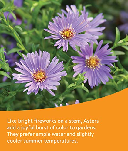 Burpee Wildflower Seed Mix for Pollinators