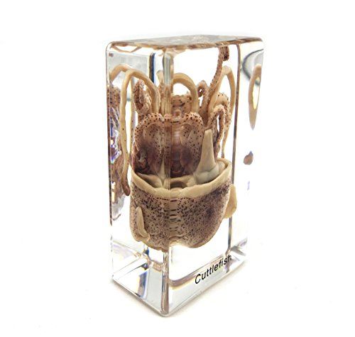 Squid Cuttlefish Specimen in Acrylic Block Paperweights Science Classroom Specimens for Science Education(2.9x1.6x1 inch)