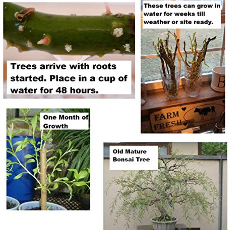 Bonsai Australian Willow Tree Cutting - Large Thick Trunk Root Stock - One Live Indoor/Outdoor Bonsai Tree - Shipped Bare Root, No Pot or Soil Included